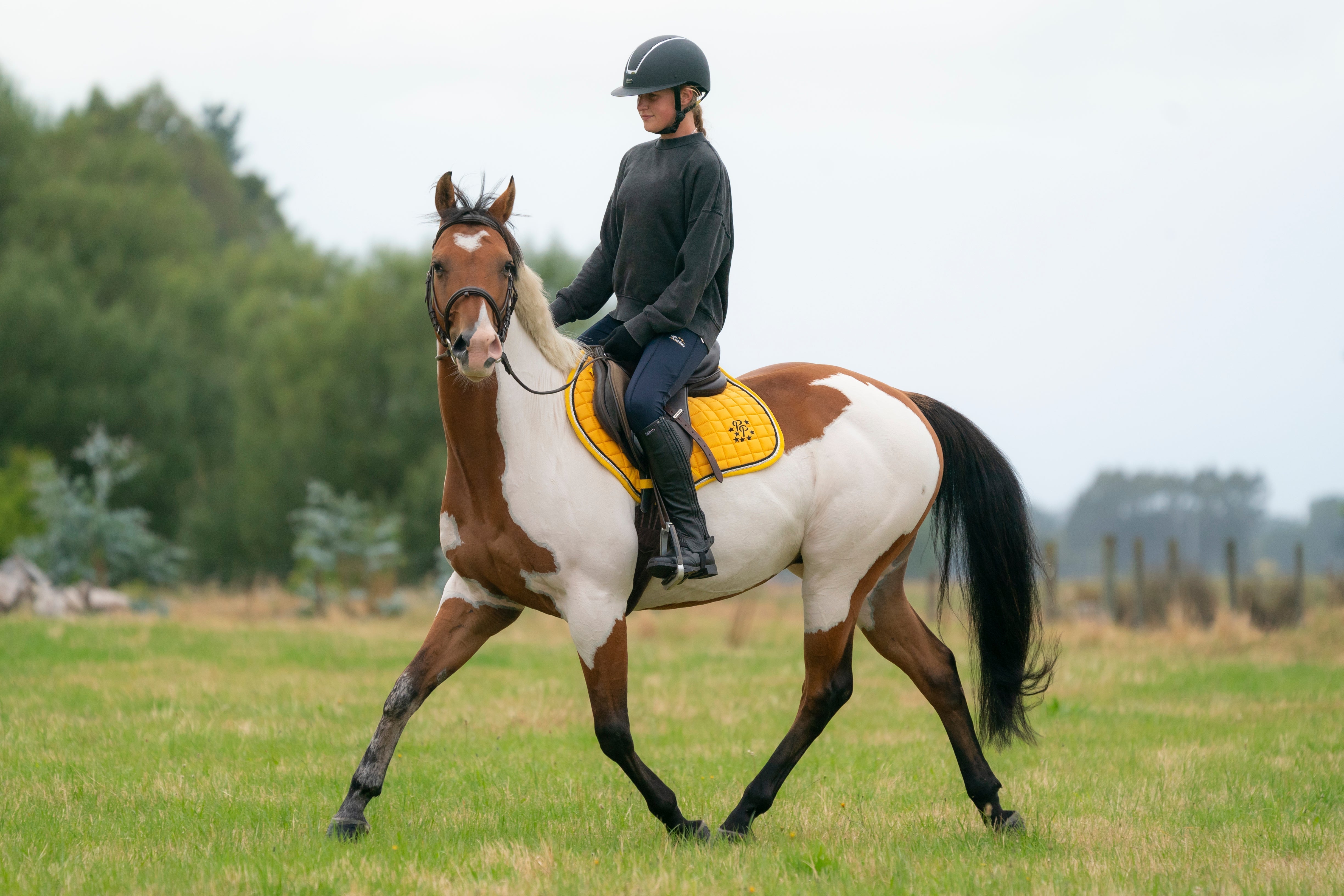 Which Colours Look Best on a Pinto? – Punk Ponies