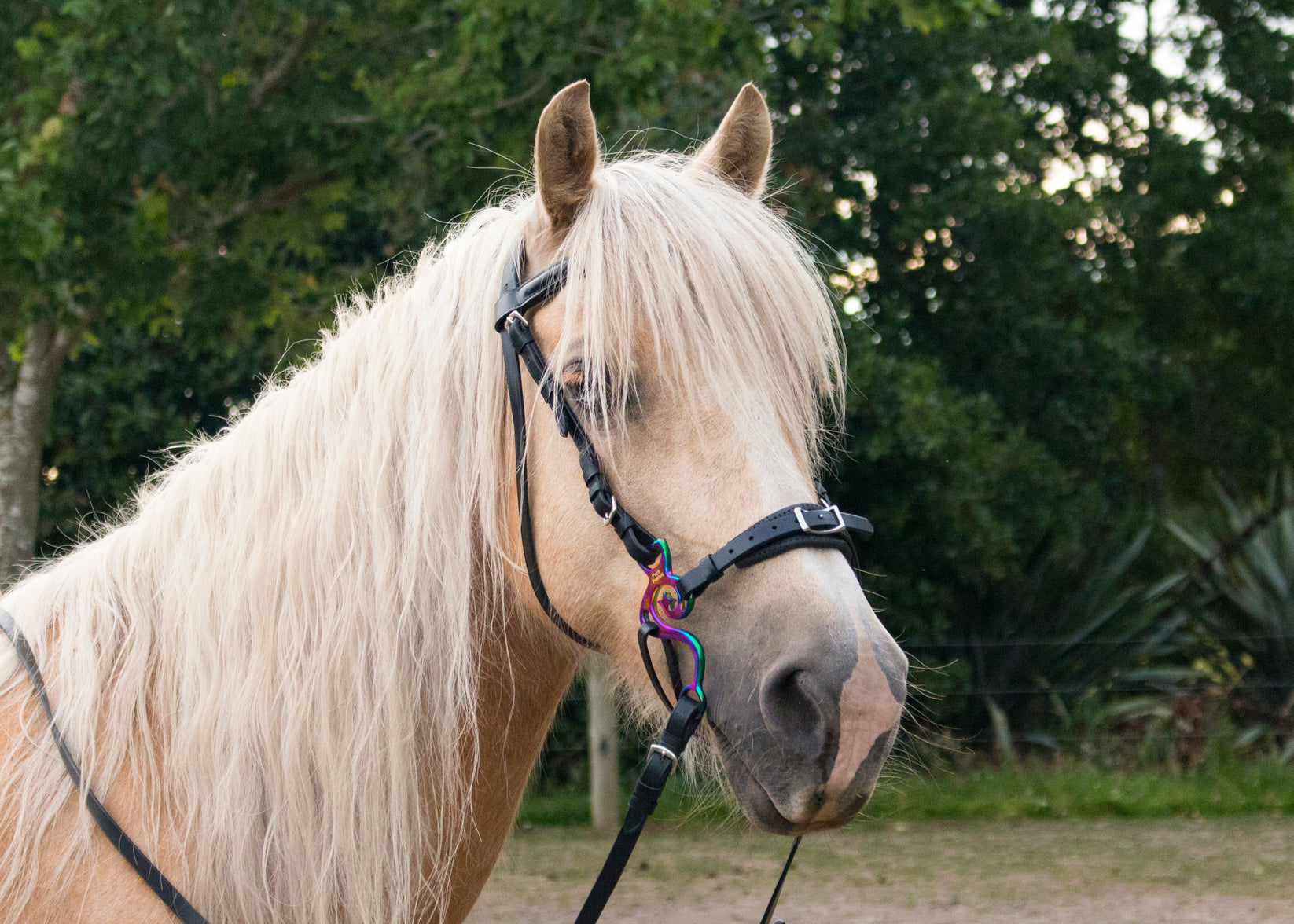 Baroque Hackamores – Punk Ponies